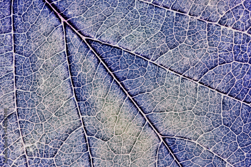 Close-up tree leaf. Mosaic pattern of plant veins and cells. Blue ...
