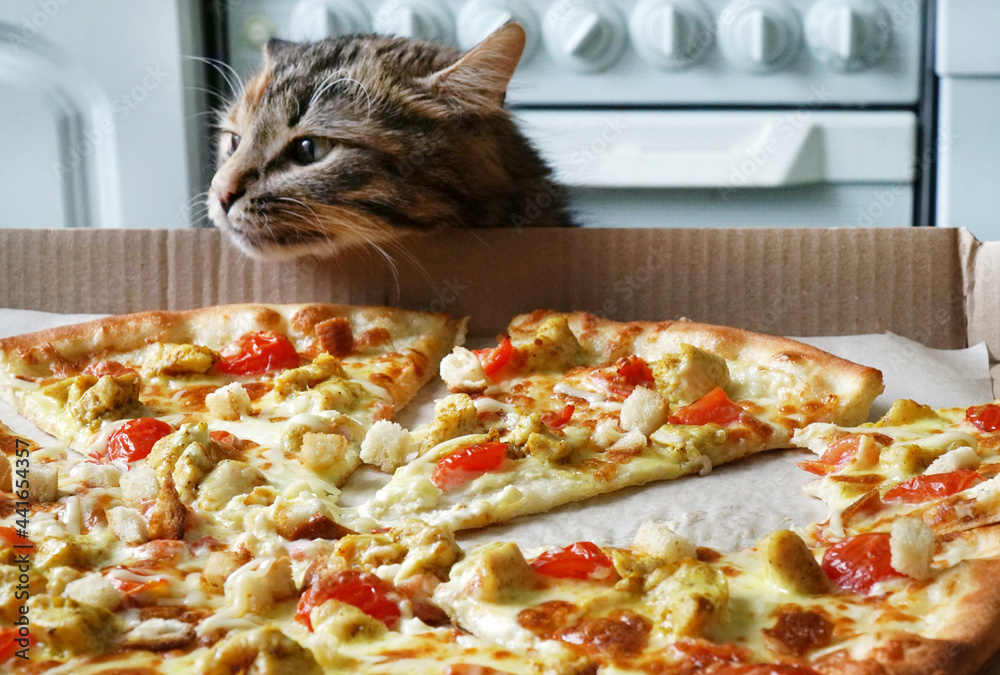 Cat Eating Pizza
