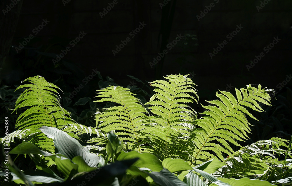 Green Sword Fern or Fishbone fern (Nephrolepis cordifolia) in a garden ...