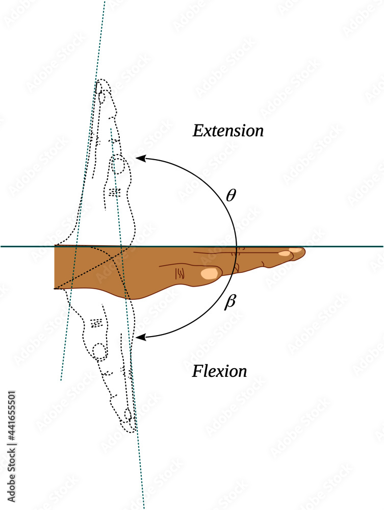 Flexion and extension movements of the wrist joint Stock Vector | Adobe ...