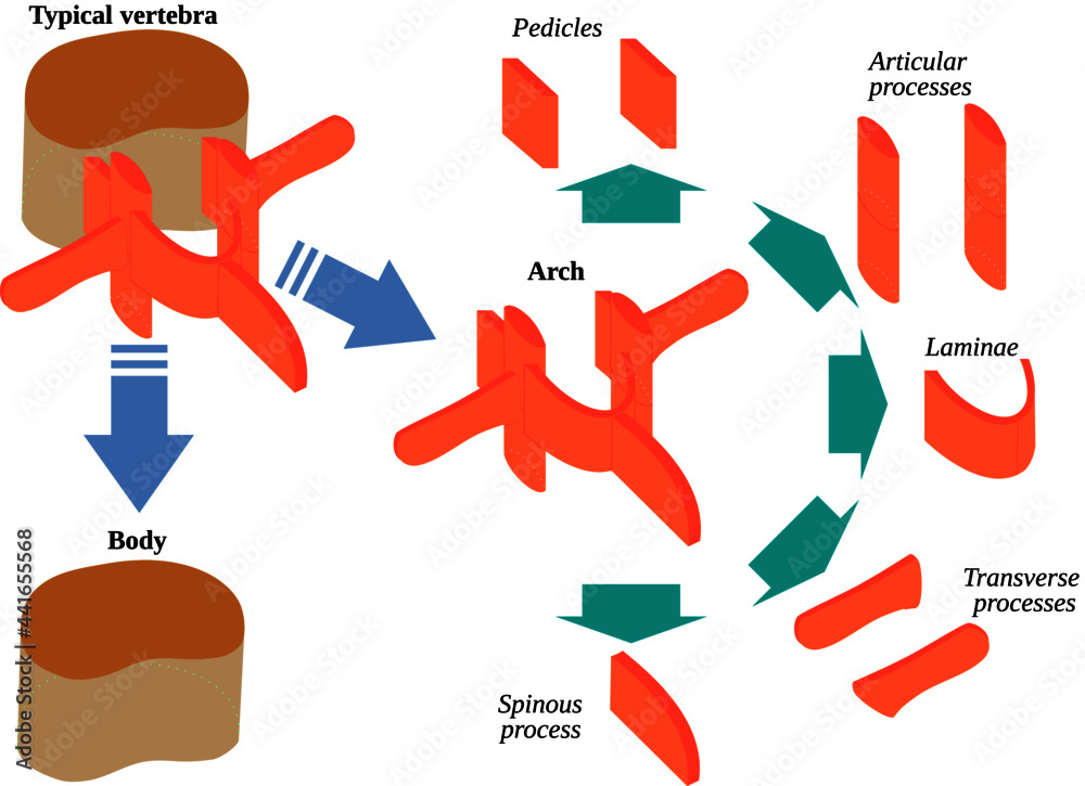 General structure of a typical vertebra Stock Vector | Adobe Stock