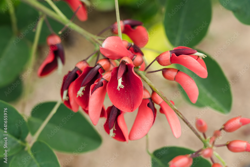 Flower, Erythrina crista-galli, often known as the cockspur coral tree ...