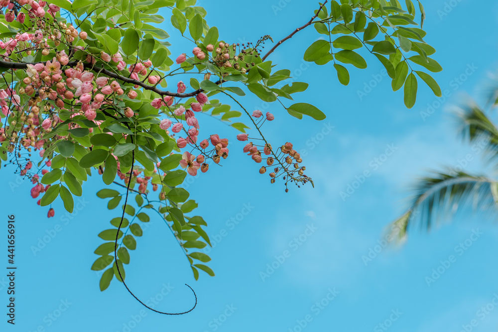 Flowers, Cassia javanica, Java cassia, pink shower, apple blossom tree ...