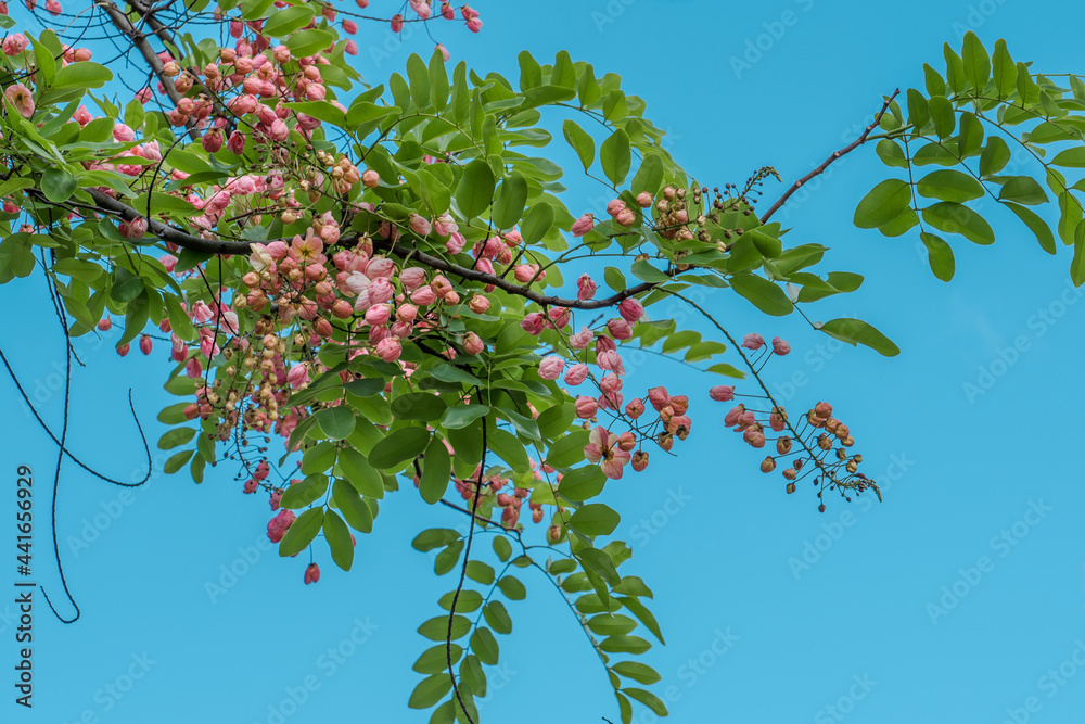 Flowers, Cassia javanica, Java cassia, pink shower, apple blossom tree ...
