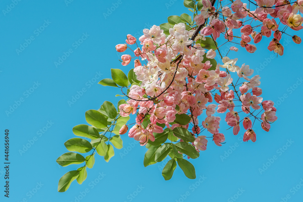 Flowers, Cassia javanica, Java cassia, pink shower, apple blossom tree ...