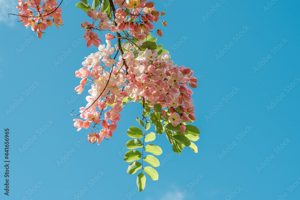 Flowers, Cassia javanica, Java cassia, pink shower, apple blossom tree ...