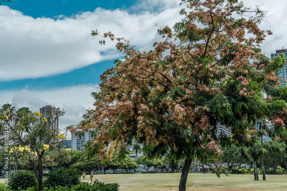 Flowers, Cassia javanica, Java cassia, pink shower, apple blossom tree ...