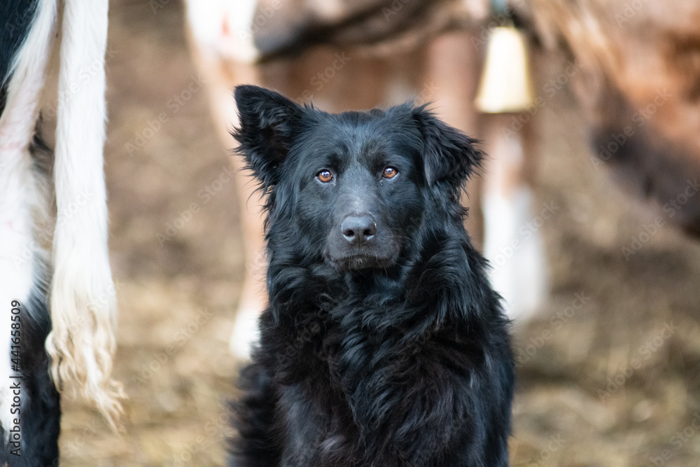 Croatian shepherd dog is standing near cows and watching into camera ...