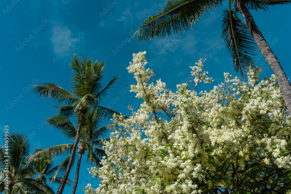 Flowers, Cassia javanica, Java cassia, pink shower, apple blossom tree ...