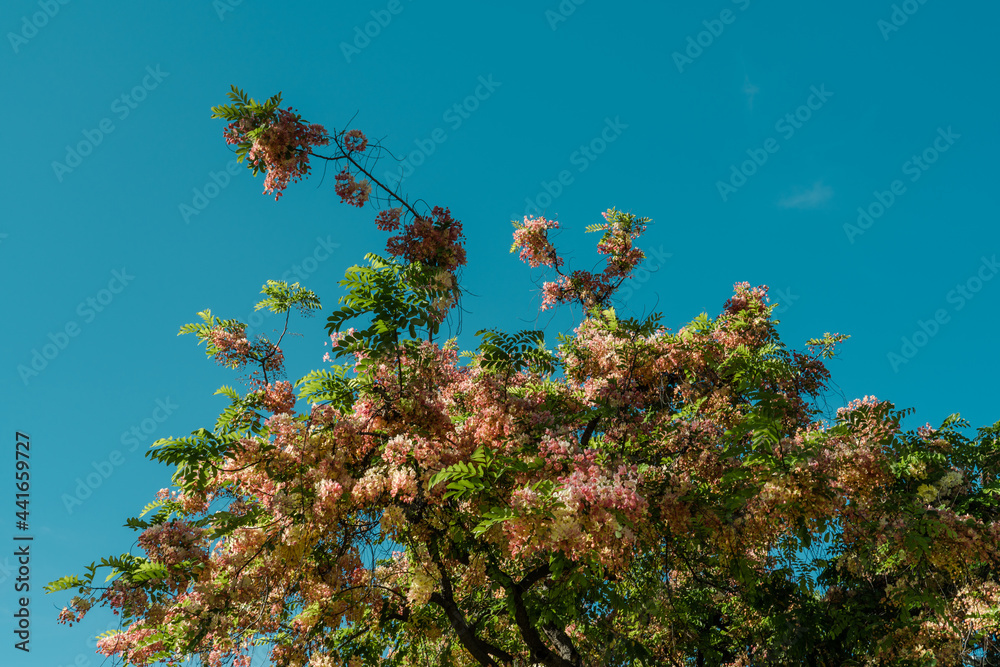 Flowers, Cassia javanica, Java cassia, pink shower, apple blossom tree ...
