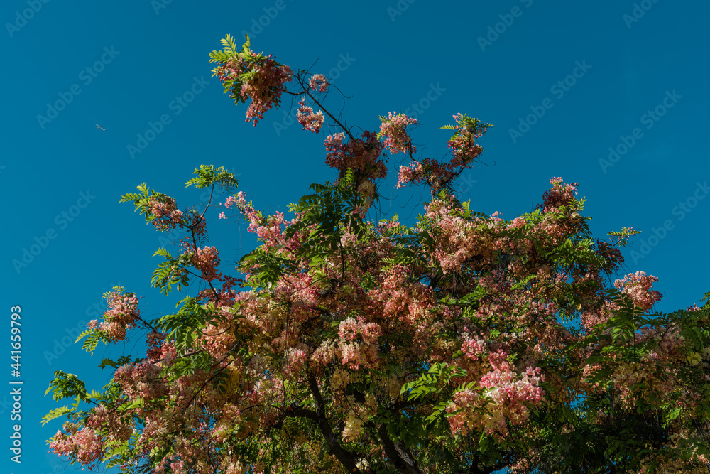 Flowers, Cassia javanica, Java cassia, pink shower, apple blossom tree ...