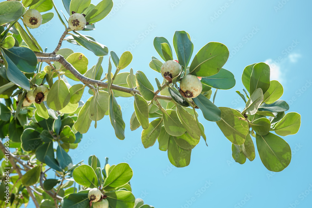 Clusia rosea, the autograph tree, copey, cupey, balsam apple, pitch ...
