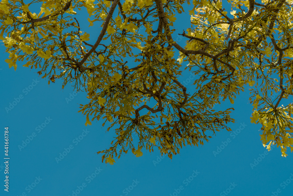 Flower. Tabebuia donnell-smithii (Primavera tree) is one of the yellow ...