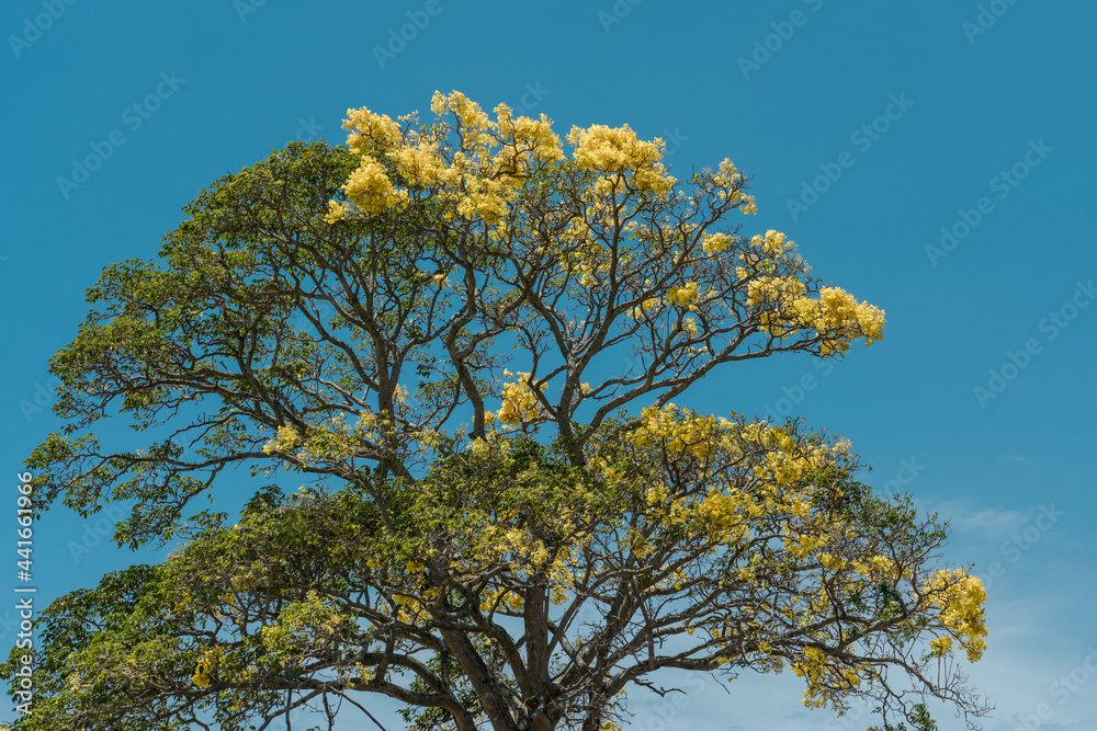 Flower. Tabebuia donnell-smithii (Primavera tree) is one of the yellow ...