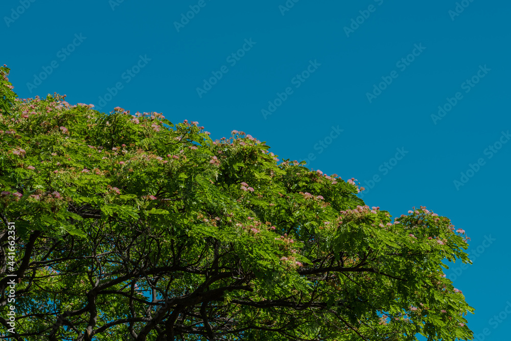 Samanea saman, also sometimes known as the rain tree, is a species of ...