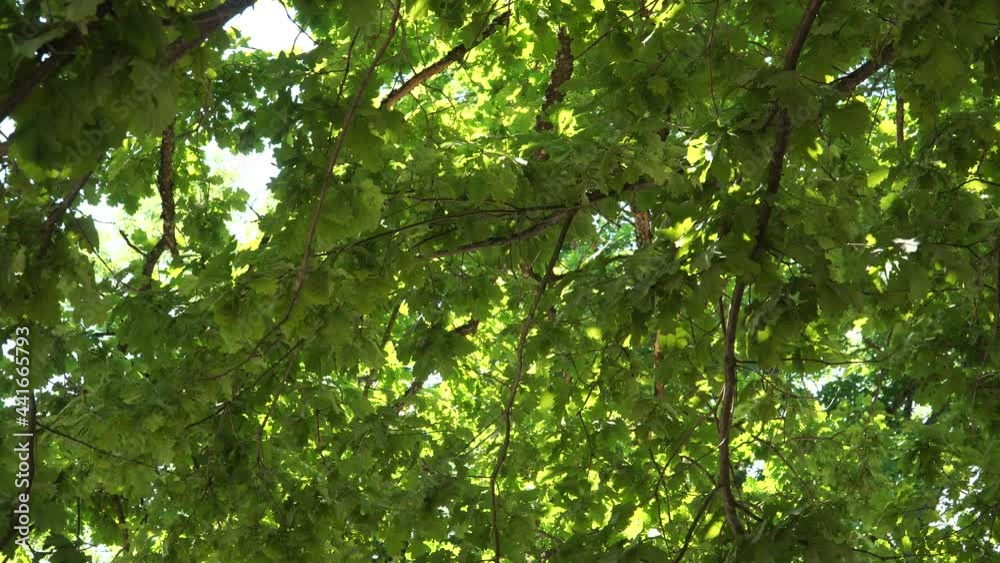 A beautiful thick oak tree foliage that seen in a view from the bottom ...