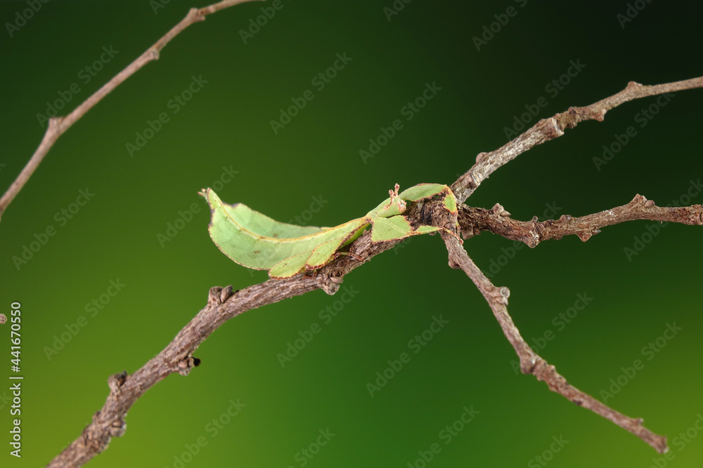 Leaf insect (Phyllium westwoodii), Green leaf insect or Walking leaves ...