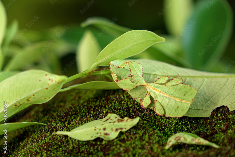Leaf insect (Phyllium westwoodii), Green leaf insect or Walking leaves ...