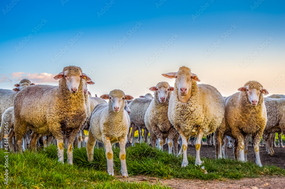 Cute Merino sheep ready to be slaughtered for meat during Eid ul Adha ...