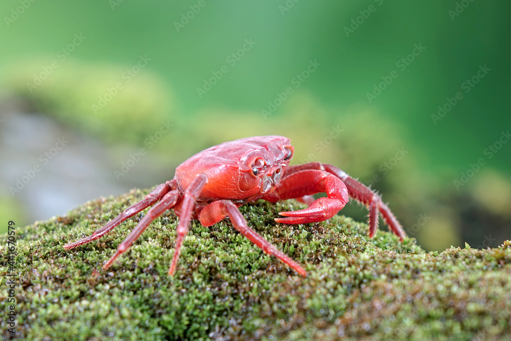 Red land crab (Phricotelphusa limula)(Male), One of world most ...