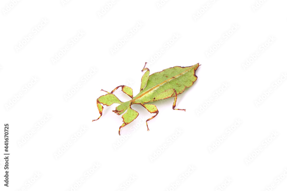 Leaf insect (Phyllium westwoodii) isolated on white background. Green ...