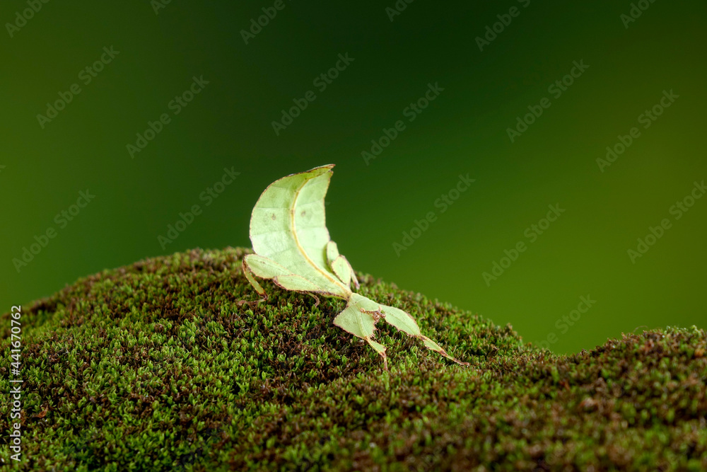 Leaf insect (Phyllium westwoodii), Green leaf insect or Walking leaves ...