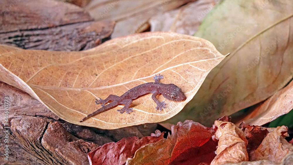 Gecko : Mediterranean house gecko (Hemidactylus turcicus) commonly ...
