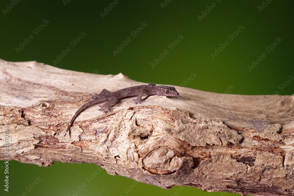 Gecko : Mediterranean house gecko (Hemidactylus turcicus) commonly ...