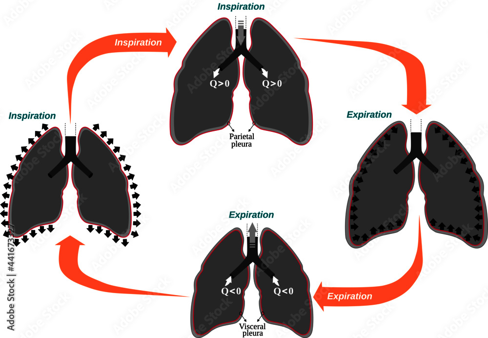 Breathing cycle-A respiratory cycle is one sequence of inspiration and ...