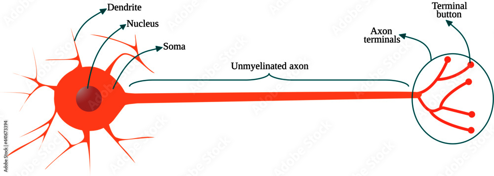 Unmyelinated Axon
