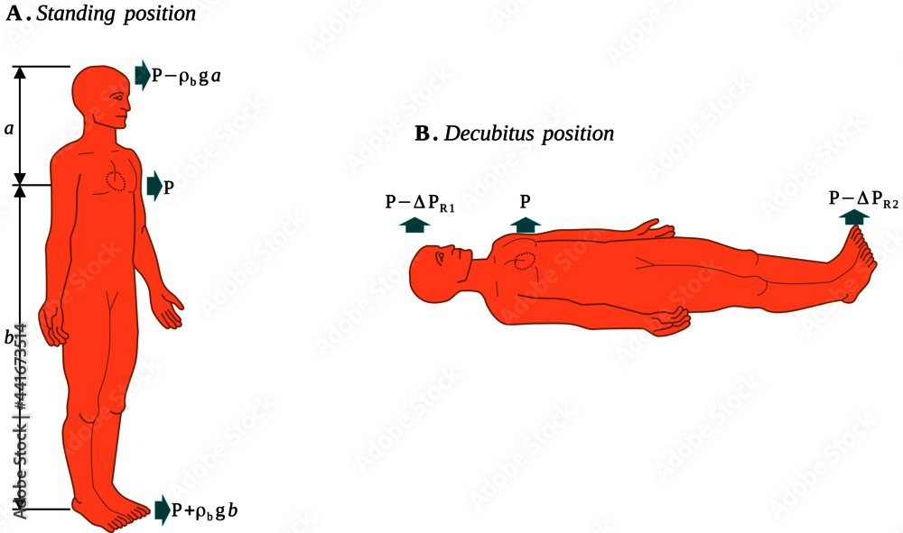 Poster Effect of gravity on arterial pressures in upright and supine ...