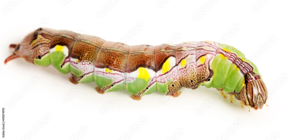 butterfly caterpillar larva on white background Stock Photo | Adobe Stock