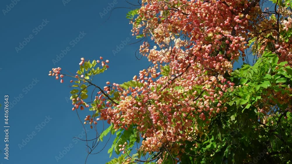Flowers, Cassia javanica, Java cassia, pink shower, apple blossom tree ...