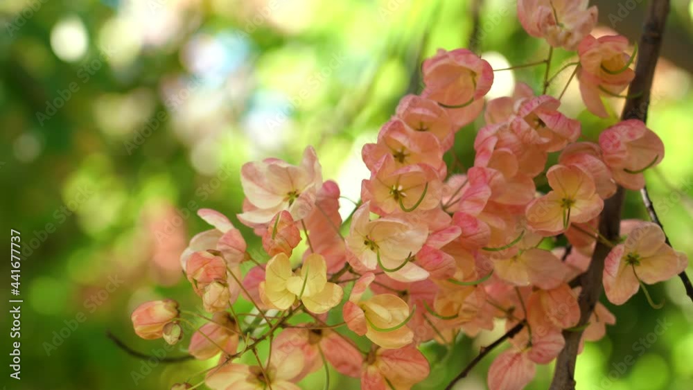 Flowers, Cassia javanica, Java cassia, pink shower, apple blossom tree ...