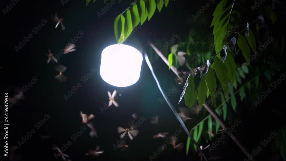 Moths Flying Around Lightbulb Dark summer night of tropical Rainforest ...