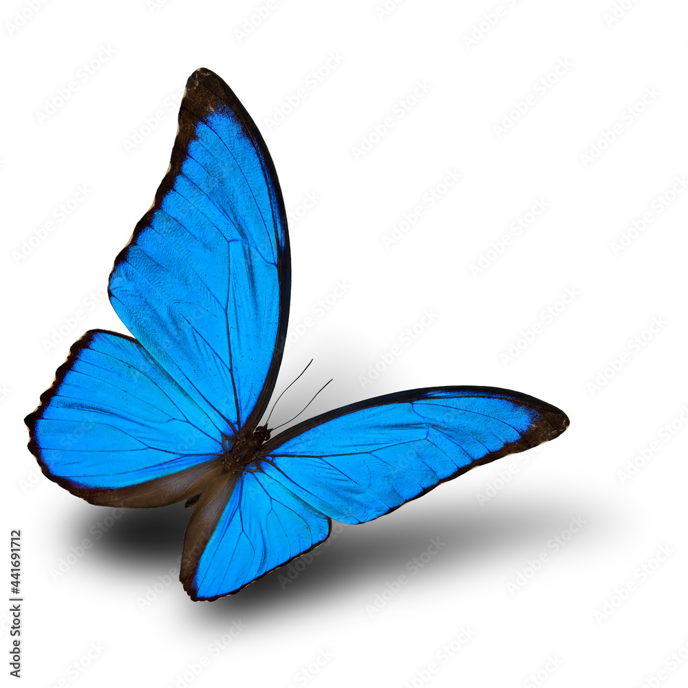 Blue Morpho Butterfly Flying