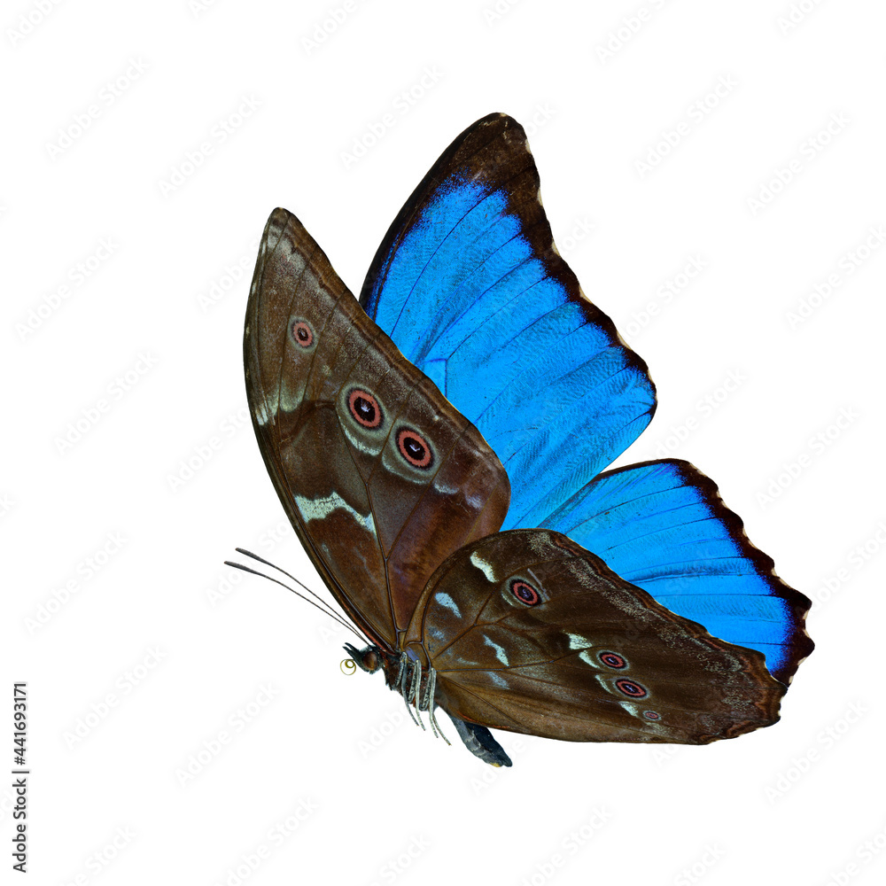 Beautiful flying blue butterfly, the Blue Morpho isolated on white ...