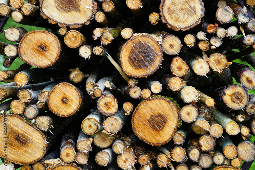 annual rings on a felling of trees, round knots, fresh wood, natural ...