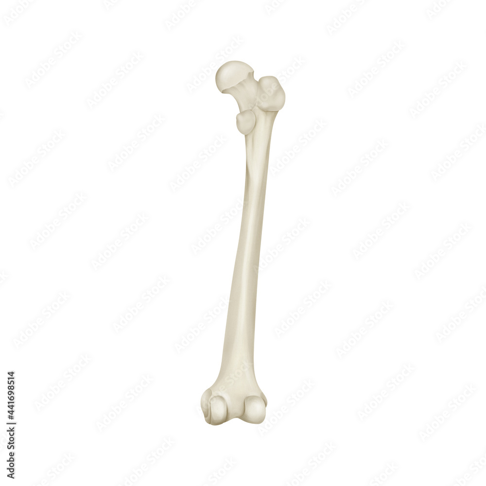 Medical Education Chart of Biology for Femur Bone. Stock Illustration ...