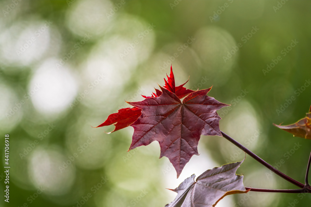 Tree branch with dark red leaves, Acer platanoides, the Norway maple ...