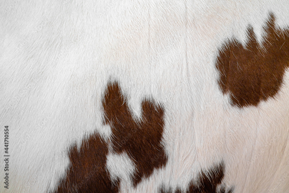 The skin of a white cow with brown spots. Animal fur. Natural ...