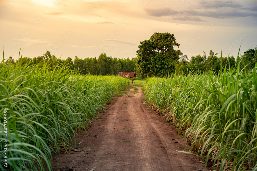 Sugarcane field with sunset sky. Stock Photo | Adobe Stock