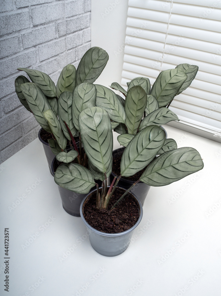 Ctenanthe Amagris, called the beautiful ctenanthe Stock Photo | Adobe Stock