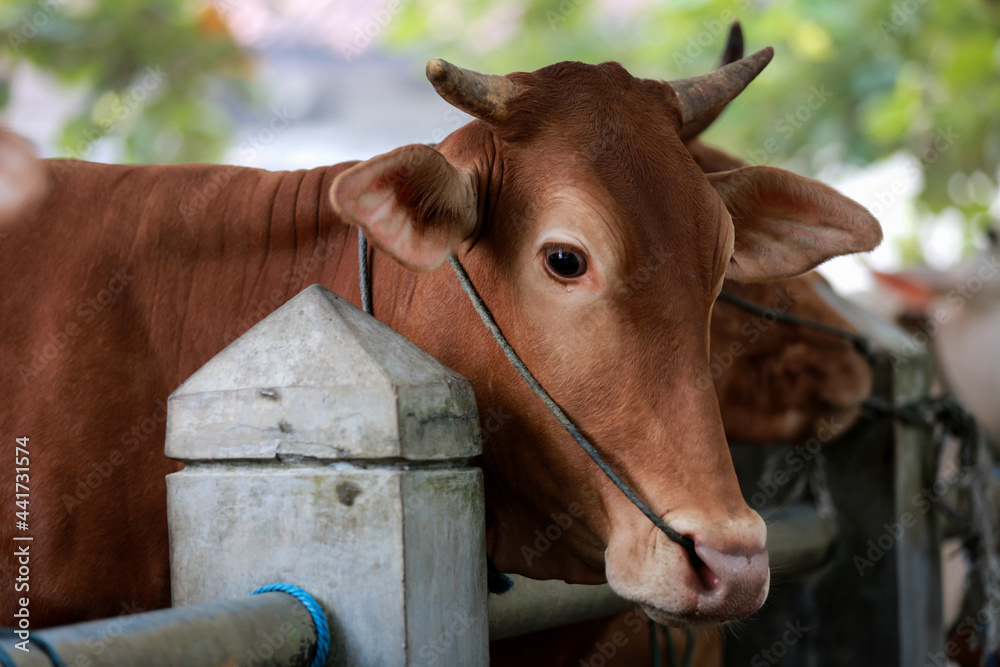 Cattle,cows ( sapi ) in animal markets to prepare sacrifices on Eid al ...