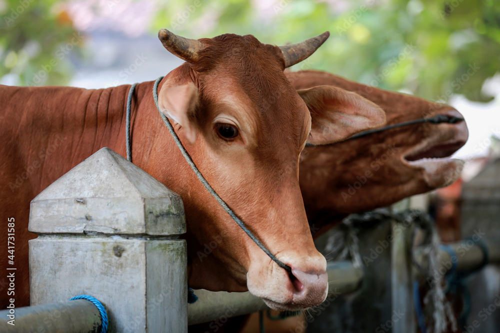 Cattle,cows ( sapi ) in animal markets to prepare sacrifices on Eid al ...