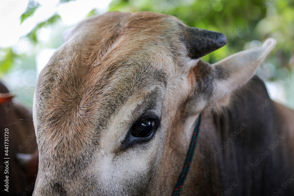 Cattle,cows ( sapi ) in animal markets to prepare sacrifices on Eid al ...
