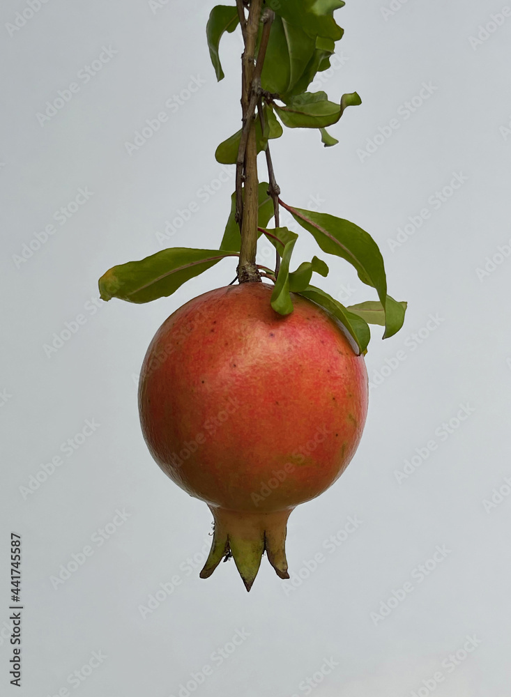 Branch of pomegranate tree with one large ripe fruit and green leaves ...