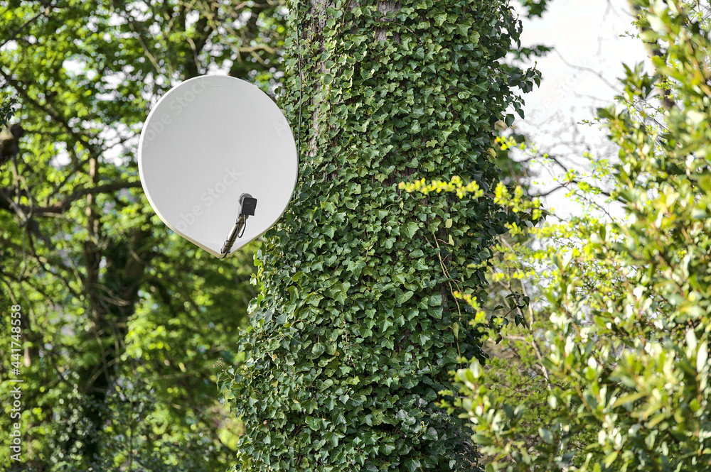 Beautiful bright view of TV satellite dish antenna on tree with ivy ...