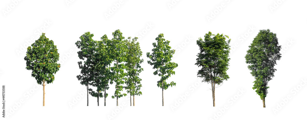The collection of trees, Set of Isolated trees on white background ...
