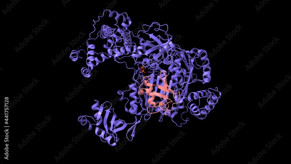Structure of human ubiquitin activating enzyme E1 (Uba1, blue) in ...